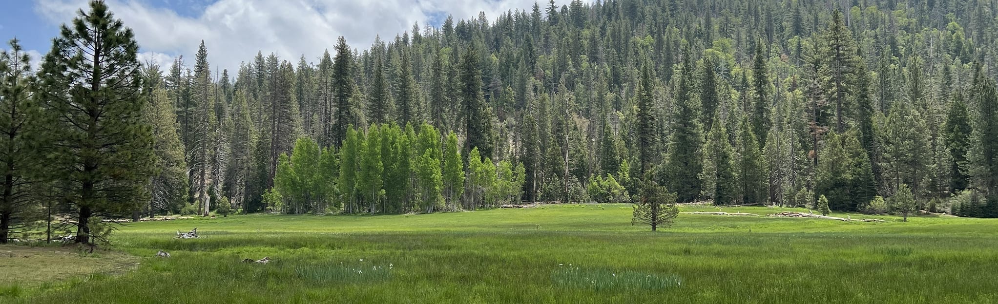 Indian Basin Grove Loop Trail, California - 57 Reviews, Map | AllTrails