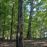 Lost Spring Trail, Tennessee - 68 Reviews, Map | AllTrails