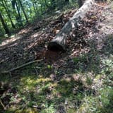 Lost Spring Trail, Tennessee - 68 Reviews, Map | AllTrails