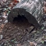 Lost Spring Trail, Tennessee - 68 Reviews, Map | AllTrails