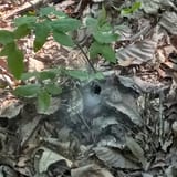 Lost Spring Trail, Tennessee - 68 Reviews, Map | AllTrails