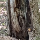 Lost Spring Trail, Tennessee - 68 Reviews, Map | AllTrails