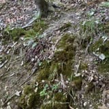 Lost Spring Trail, Tennessee - 68 Reviews, Map | AllTrails