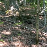 Lost Spring Trail, Tennessee - 68 Reviews, Map | AllTrails