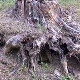 Lost Spring Trail, Tennessee - 68 Reviews, Map | AllTrails