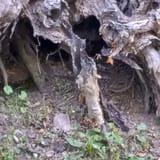 Lost Spring Trail, Tennessee - 68 Reviews, Map | AllTrails