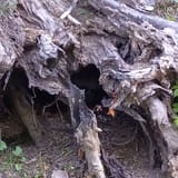 Lost Spring Trail, Tennessee - 68 Reviews, Map | AllTrails