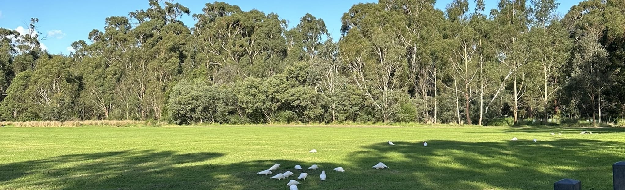 Wingrove Park Loop: 18 fotos - Vitória, Austrália | AllTrails