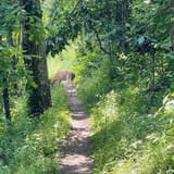 Big Run Loop, Virginia - 255 Reviews, Map | AllTrails