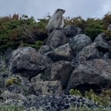 Piegan Pass Trail, Montana - 150 Reviews, Map | AllTrails