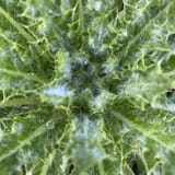 Piegan Pass Trail, Montana - 150 Reviews, Map | AllTrails