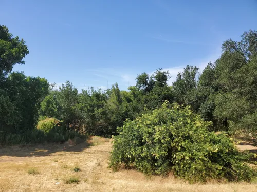 Best Hikes and Trails in Sutter's Landing Regional Park | AllTrails
