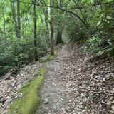 Sutton Ridge Overlook Trail, Tennessee - 495 Reviews, Map | AllTrails