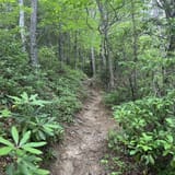 Sutton Ridge Overlook Trail, Tennessee - 495 Reviews, Map | AllTrails