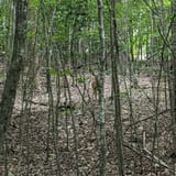 Four Mile Creek Greenway, North Carolina - 674 Reviews, Map | AllTrails