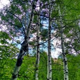 Yellow Fork Trail, Utah - 810 Reviews, Map | AllTrails