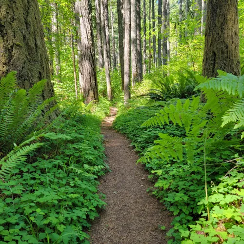 Best Hikes and Trails in Molalla River Corridor Recreation Area | AllTrails