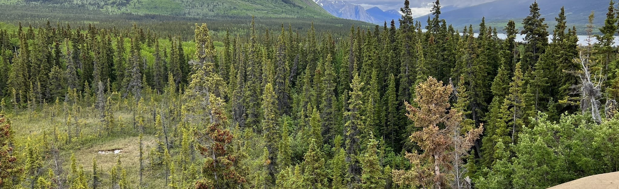 Carcross Desert Viewpoint, Yukon, Canada - 77 Reviews, Map | AllTrails