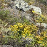 Gerbode Valley Loop, California - 465 Reviews, Map | AllTrails