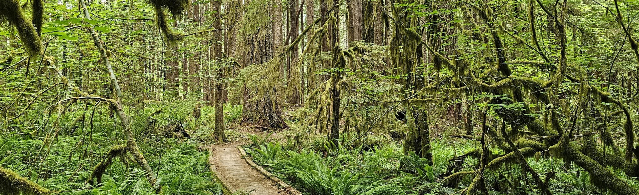 Ancient Groves Nature Trail, Washington - 592 Reviews, Map | AllTrails