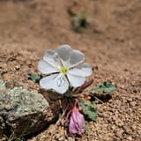 Gill Trail, Colorado - 301 Reviews, Map | AllTrails