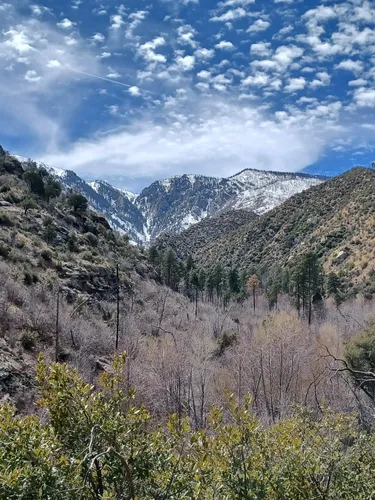 Best Hikes and Trails in Mount Graham Wilderness | AllTrails