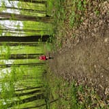 Bloodroot Trail, Indiana - 556 Reviews, Map | AllTrails