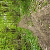Bloodroot Trail, Indiana - 556 Reviews, Map | AllTrails