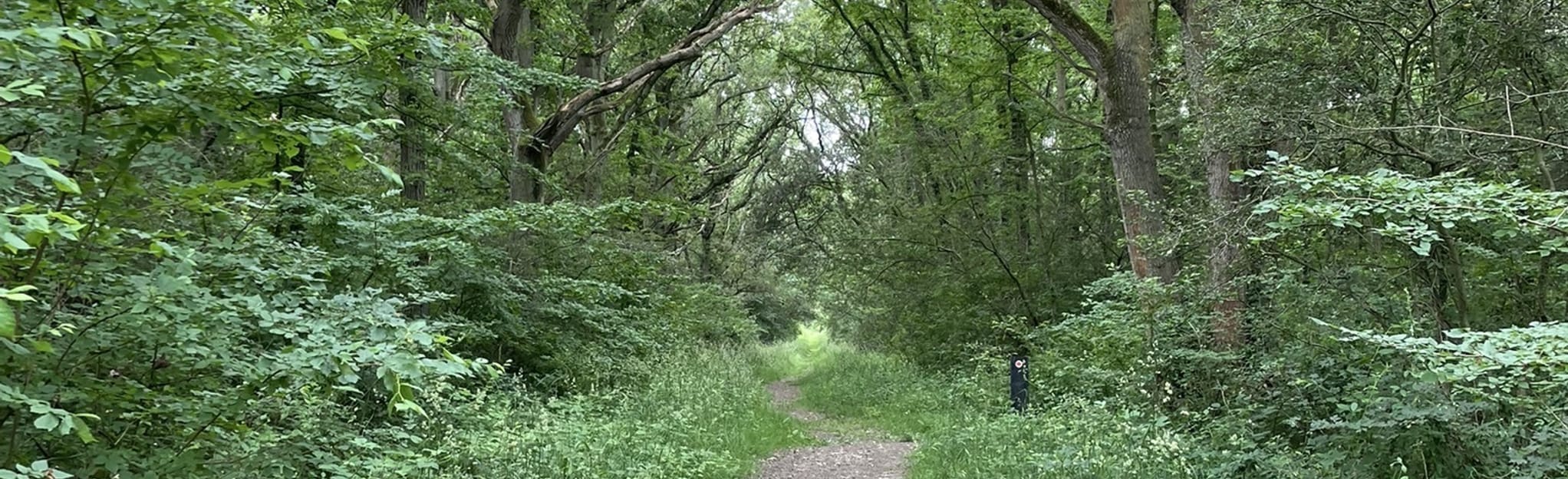 Monks Wood Circular: 33 Reviews, Map - Cambridgeshire, England | AllTrails