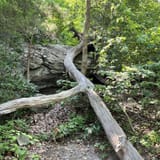 Angelito Trail, East Region, Puerto Rico - 521 Reviews, Map | AllTrails