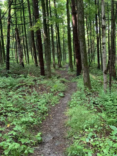 Best Hikes and Trails in Bear Swamp State Forest | AllTrails