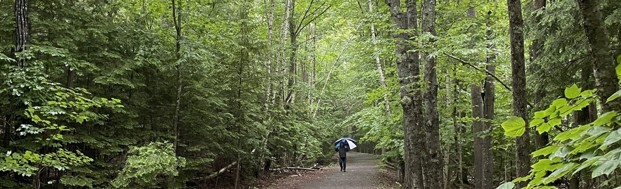 Hemlock Trail, Maine - 44 Reviews, Map | AllTrails
