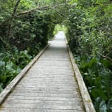 Old Growth Cedar Preserve, Oregon - 460 Reviews, Map | AllTrails