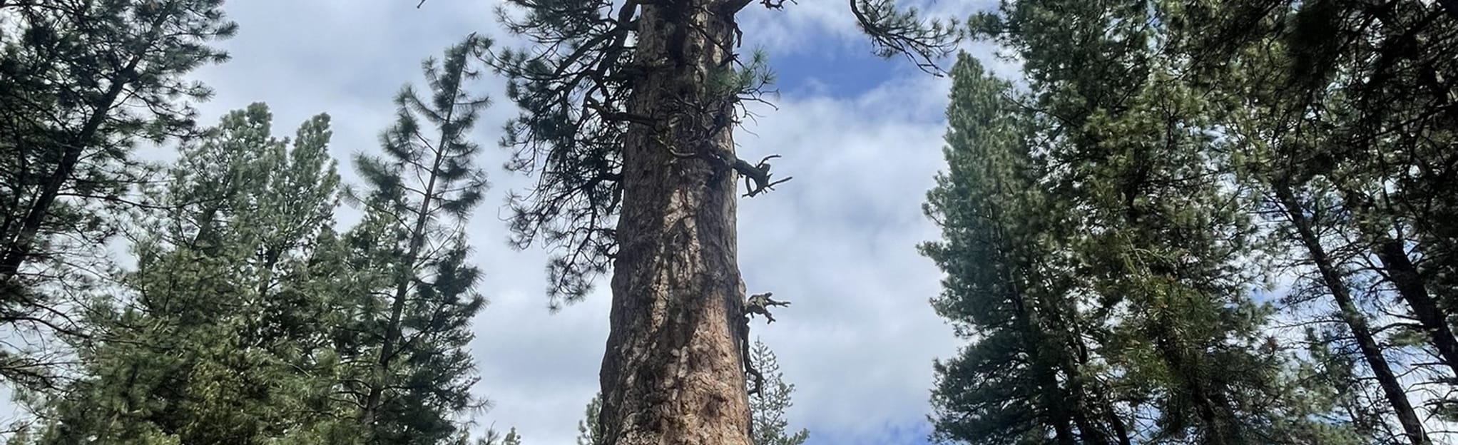 Big Pine Loop, Oregon - 52 Reviews, Map | AllTrails