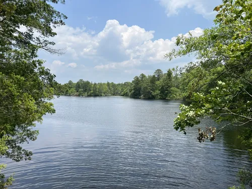 Best Hikes and Trails in Belleplain State Forest | AllTrails