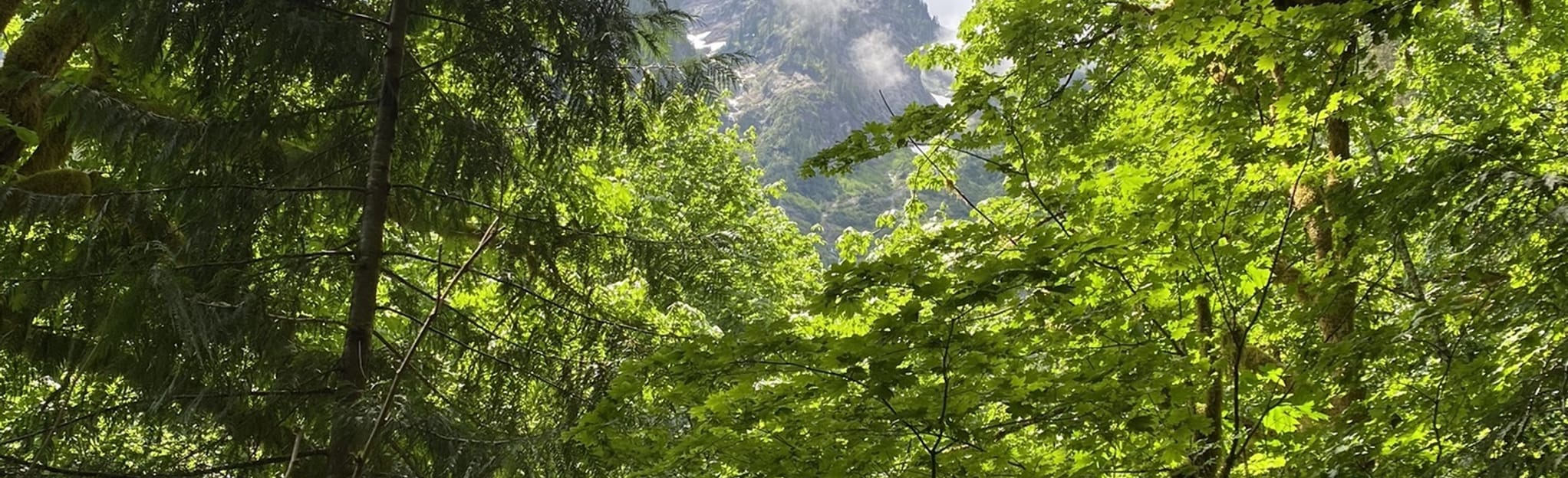 Mine Road Trail: 350 Reviews, Map - Washington | AllTrails