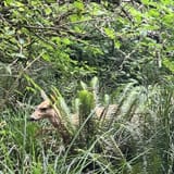 Weatherwax Trail, Washington - 294 Reviews, Map | AllTrails