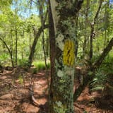 Richloam Wildlife Management Area, Florida - 55 Reviews, Map | AllTrails
