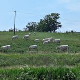 Bill Chipman Palouse Trail: Pullman to Moscow, Washington - 169 Reviews ...