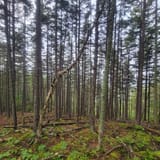 Wheeler Mountain Trail, Vermont - 332 Reviews, Map | AllTrails