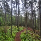 Wheeler Mountain Trail, Vermont - 332 Reviews, Map | AllTrails