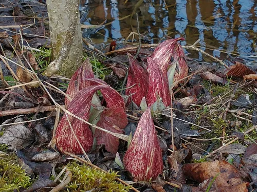 Best Hikes and Trails in Finzel Swamp Preserve | AllTrails