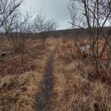 Finzel Swamp Trail, Maryland - 40 Reviews, Map | AllTrails