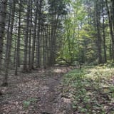 Tioga West Rim Trail, Pennsylvania - 482 Reviews, Map | AllTrails
