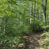 Tioga West Rim Trail, Pennsylvania - 482 Reviews, Map | AllTrails
