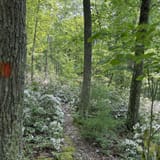 Tioga West Rim Trail, Pennsylvania - 482 Reviews, Map | AllTrails