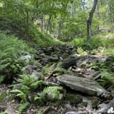 Tioga West Rim Trail, Pennsylvania - 482 Reviews, Map | AllTrails