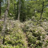 Tioga West Rim Trail, Pennsylvania - 482 Reviews, Map | AllTrails