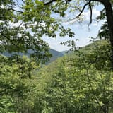 Tioga West Rim Trail, Pennsylvania - 531 Reviews, Map | AllTrails