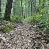 Tioga West Rim Trail, Pennsylvania - 482 Reviews, Map | AllTrails